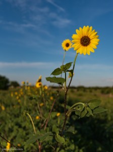 Sunflowers – Jason Frels