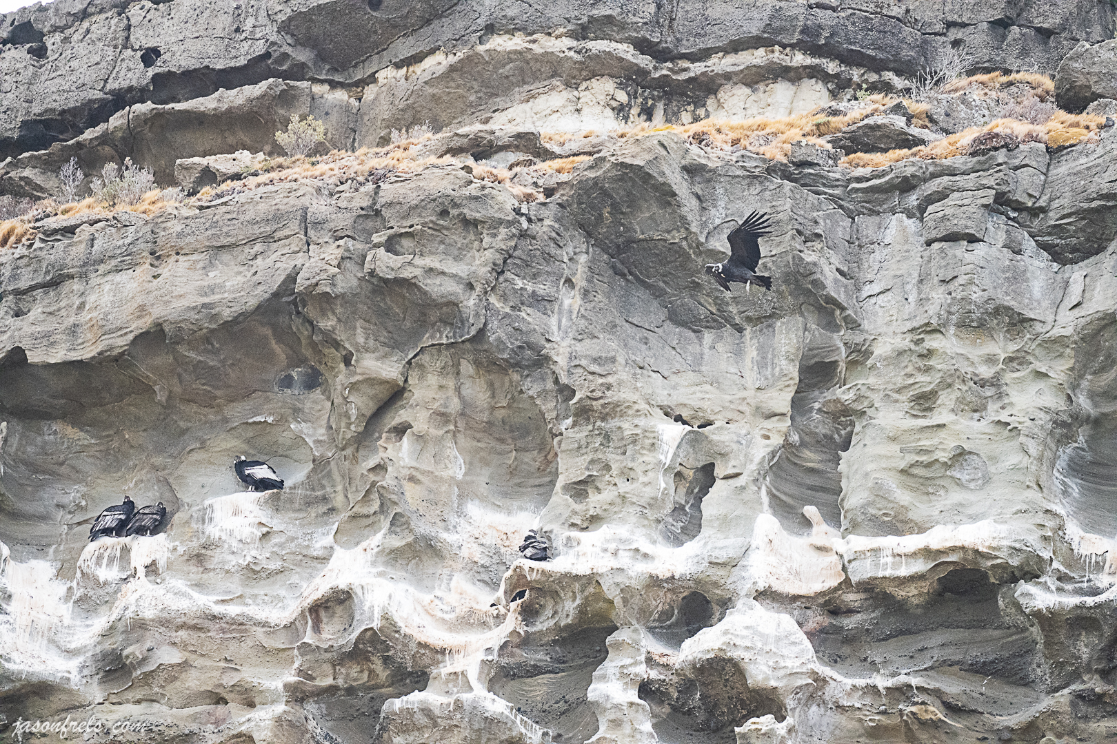 Chile-Andean-Condor-2 – Jason Frels