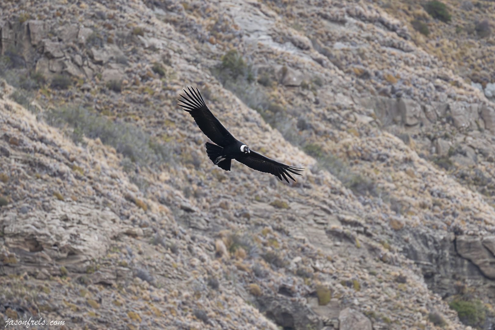 Chile-Andean-Condor-3 – Jason Frels